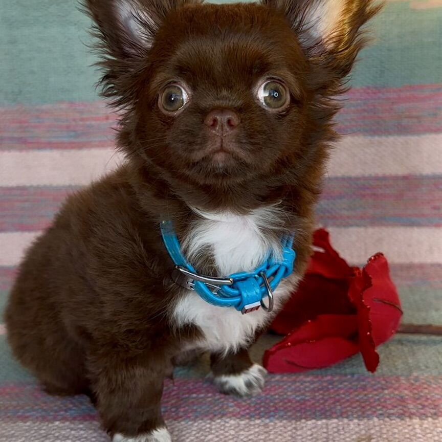 Мальчик шоколадный батончик