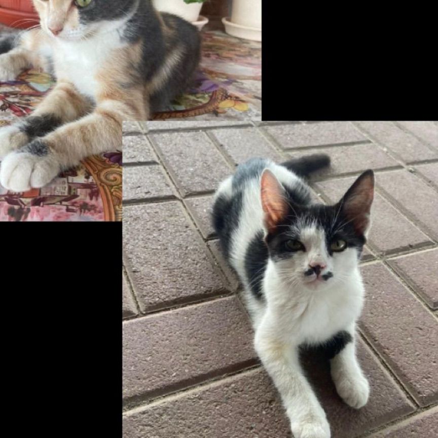Котята в добрые руки,ласковые, приученны к лотку