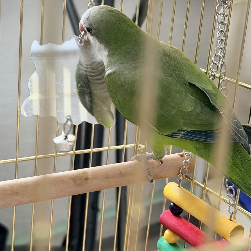 Попугай квакер монах