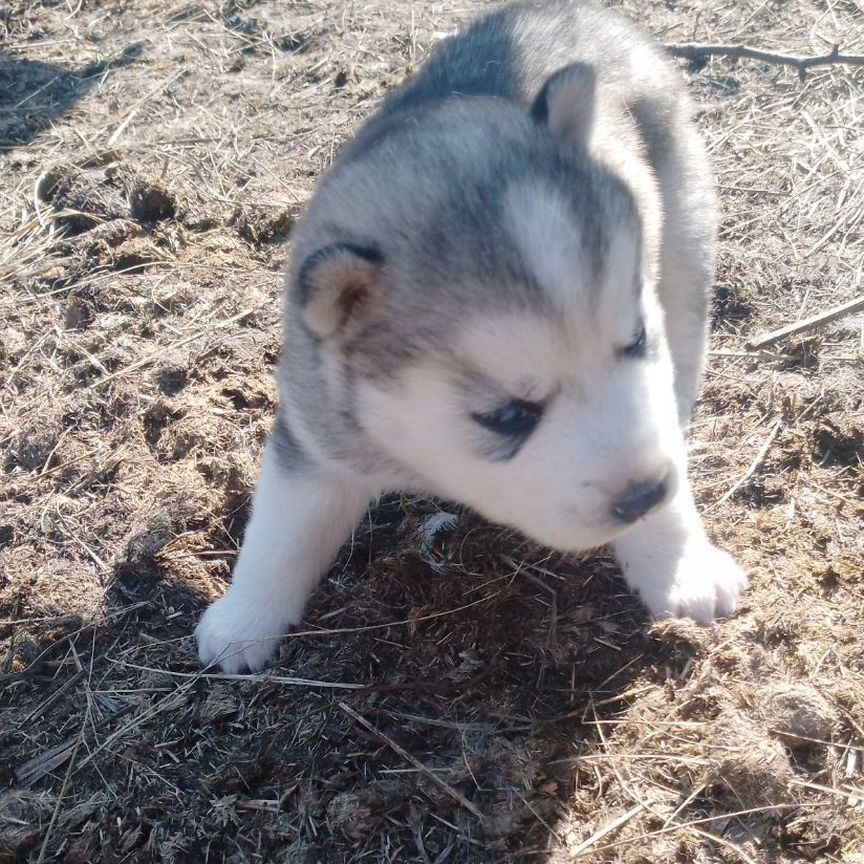 Сибирский хаски, щенок