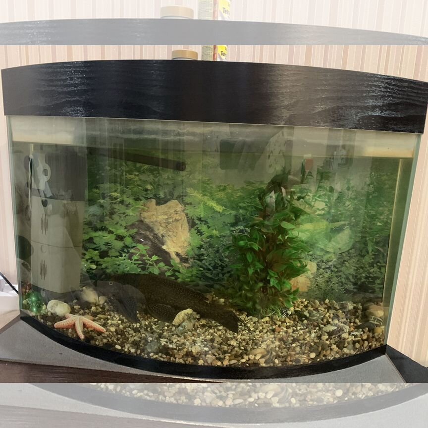 Аквариумный сом