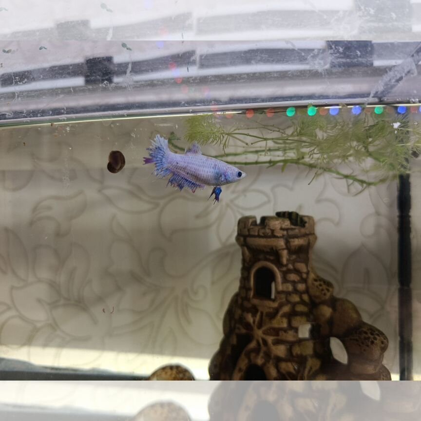 Рыбка самка петушка