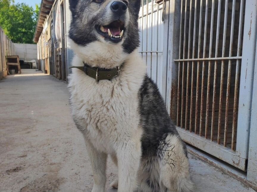 Балто хочет домой