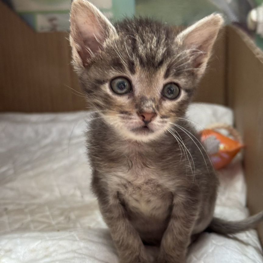 Котята смесь с Ликой