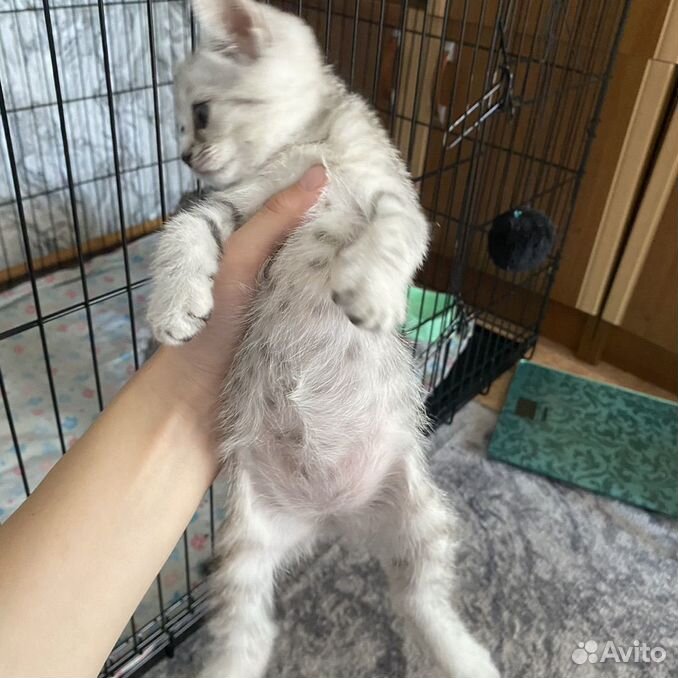 Шотладник прямоухие котята