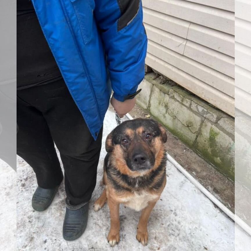 Немецкая овчарка, взрослый пёс