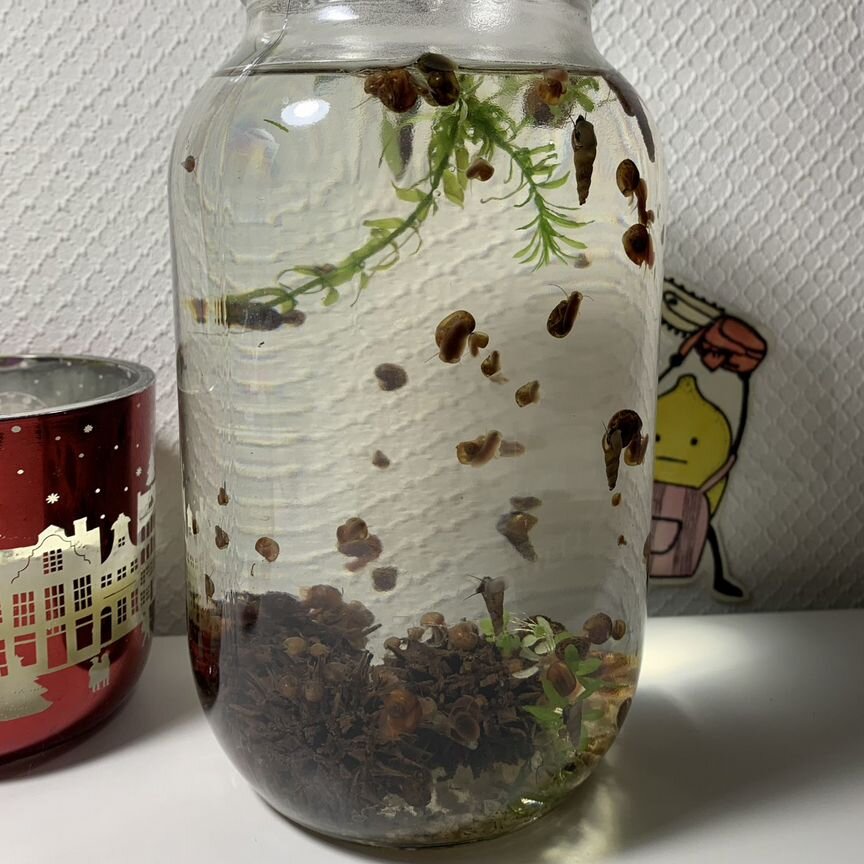 Улитки аквариумные   ряска