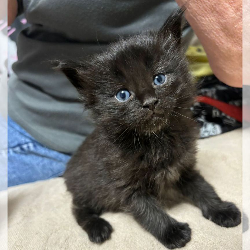 Котята мейн-кун черный мальчик