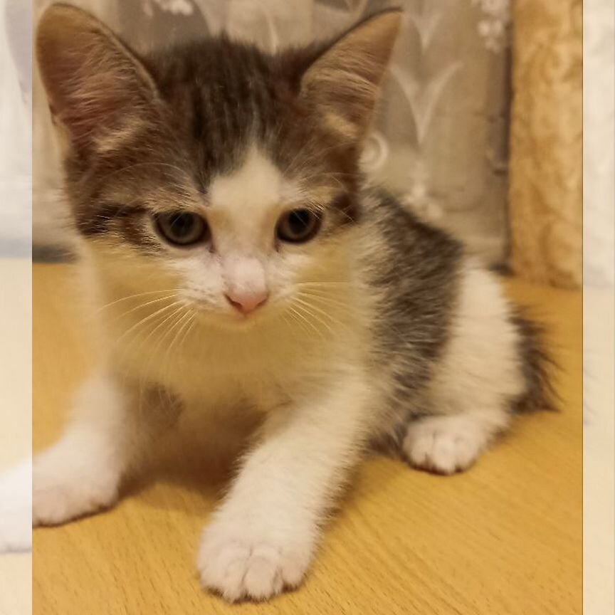 Котёнок в добрые руки