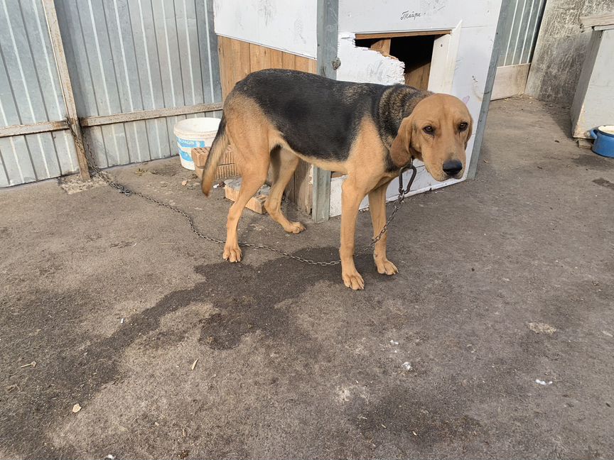 Гончая ищет дом