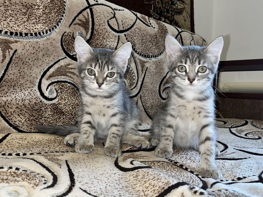 Котята в добрые руки, обе девочки