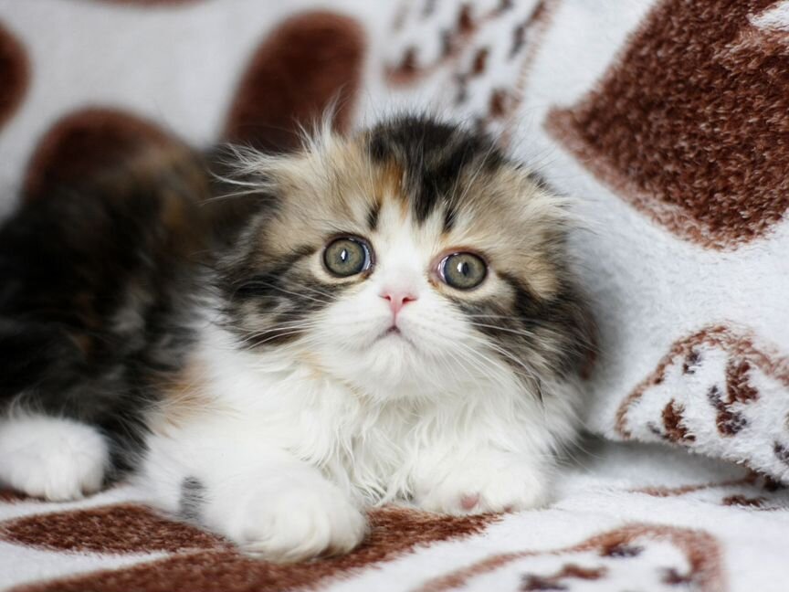 Трехцветная красотка