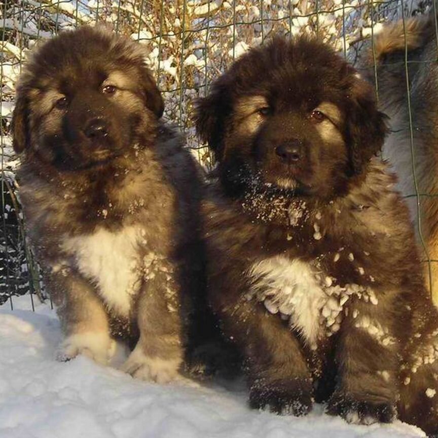 Кавказская овчарка, щенок