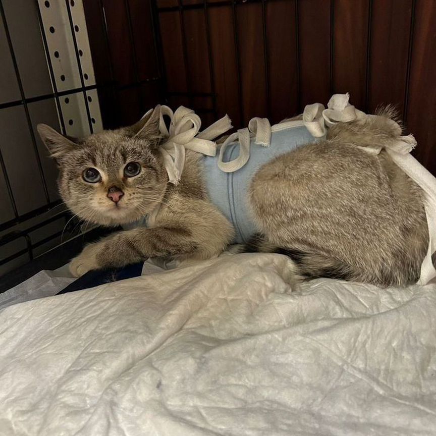 Котята кошки в добрые руки