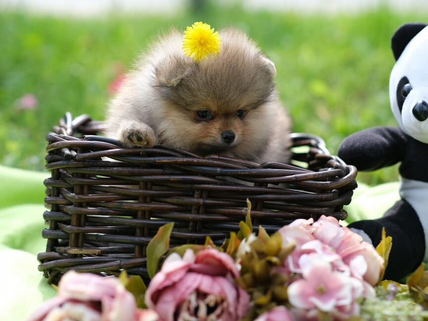 Померанский шпиц медвежьего типа