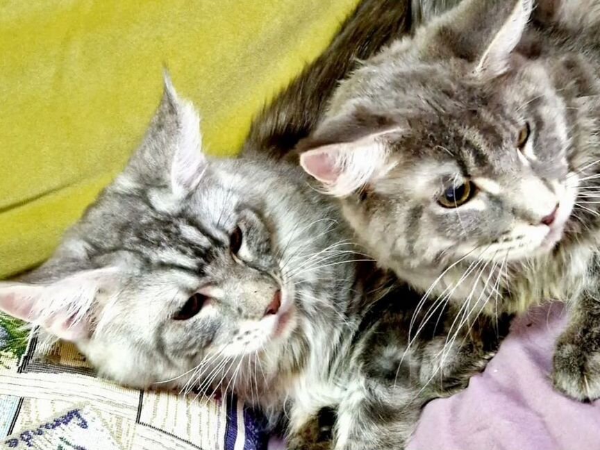 Котята мейн-кун