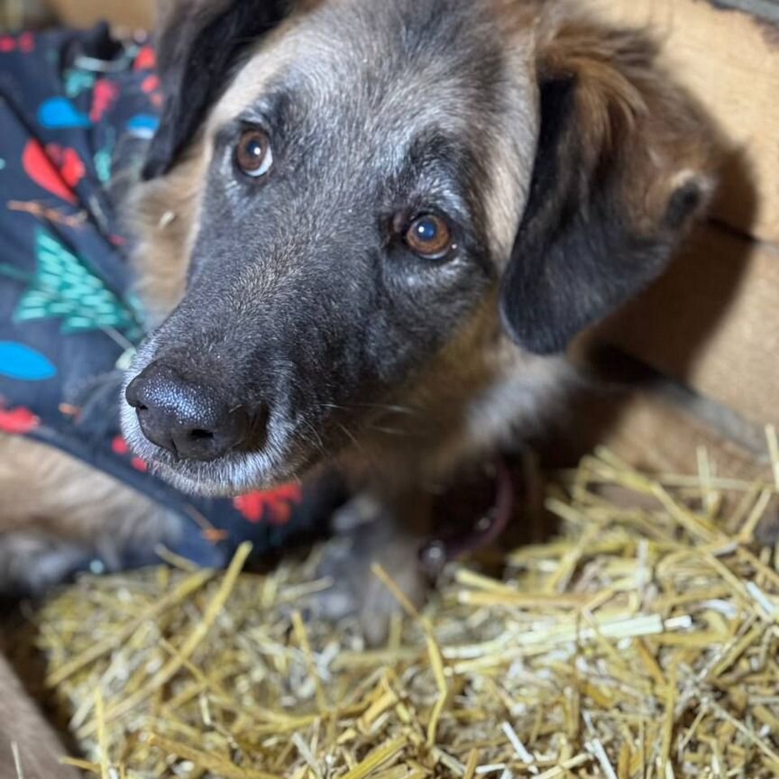 Тихий Тайсон в добрые руки