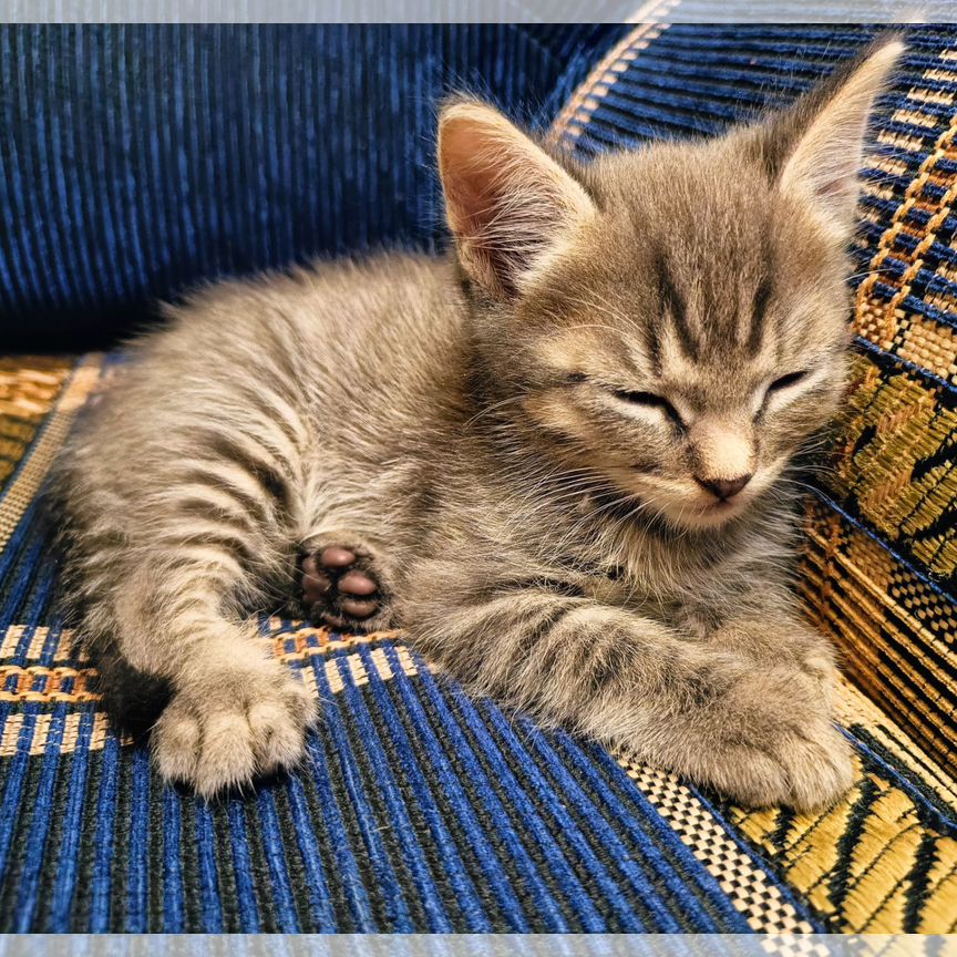 Отдам котенка в добрые руки
