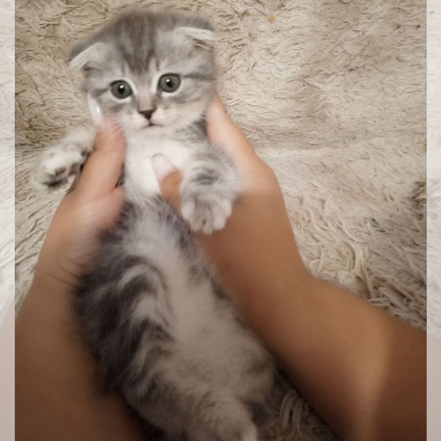 Шотландская вислоухая кошка