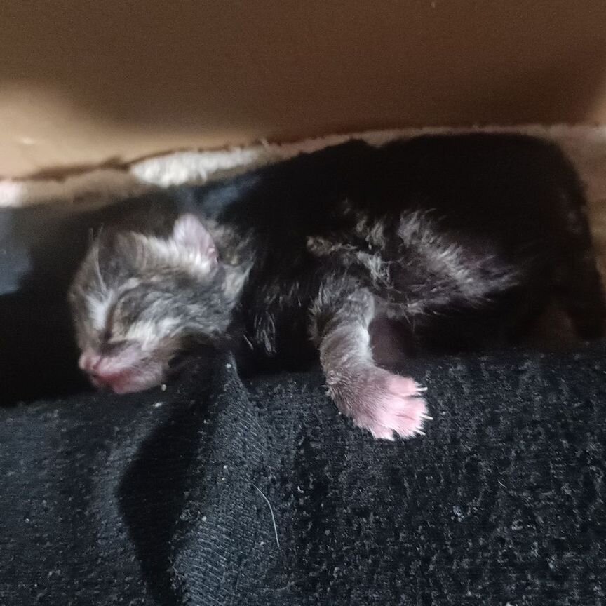 Котёнок в добрые руки