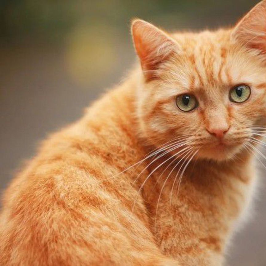 Котик