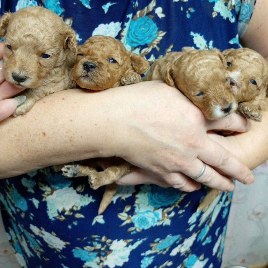 Мальтипу малыши