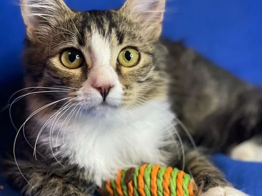 Котенок Бруна из приюта