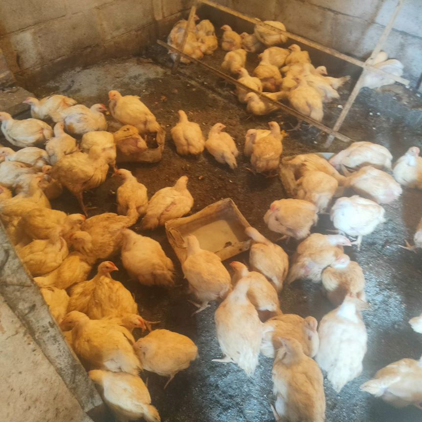 Бройлер росс 308 1 месяц