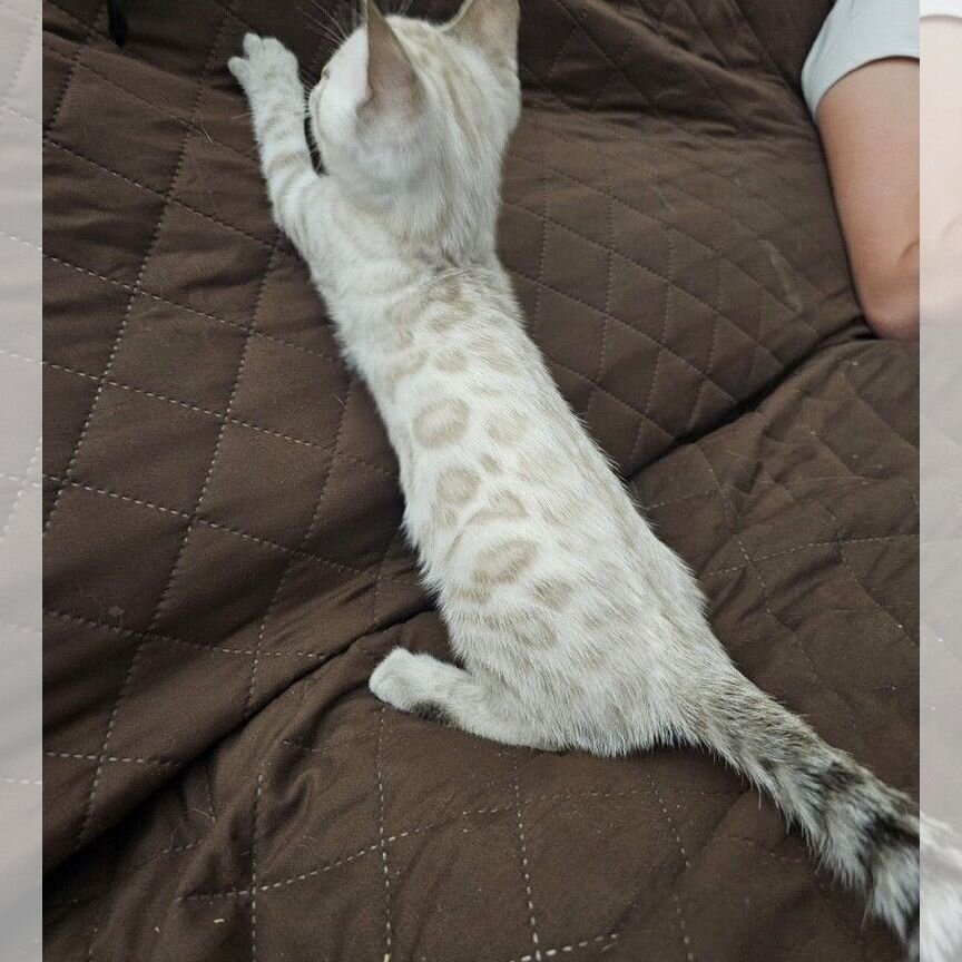 Бенгальские котята