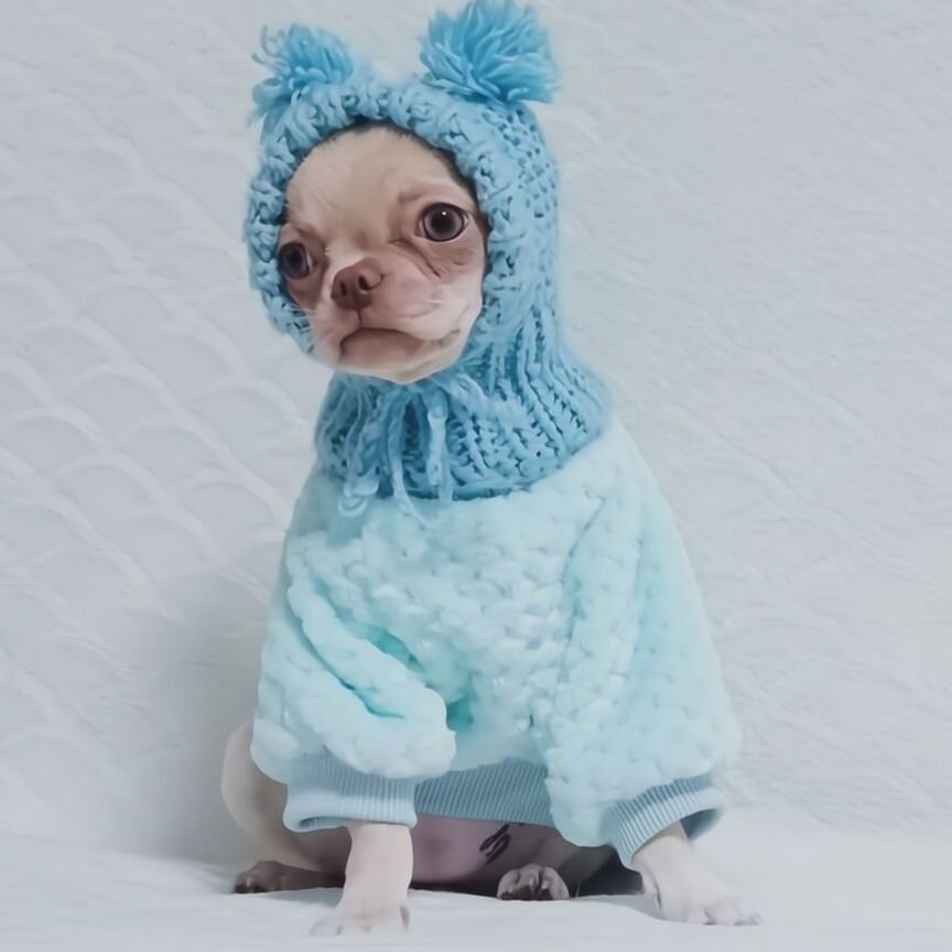 Чихуахуа, щенок