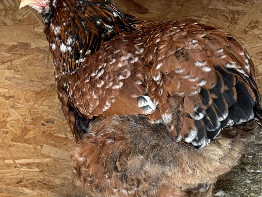 Брама порцелян