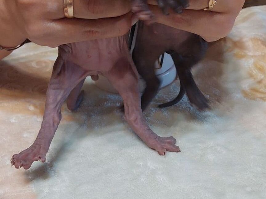 Котята Канадский сфинкс(продажа)