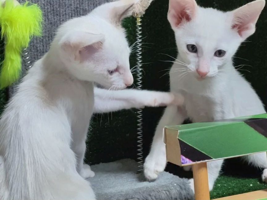 Ориентальные котята с документами
