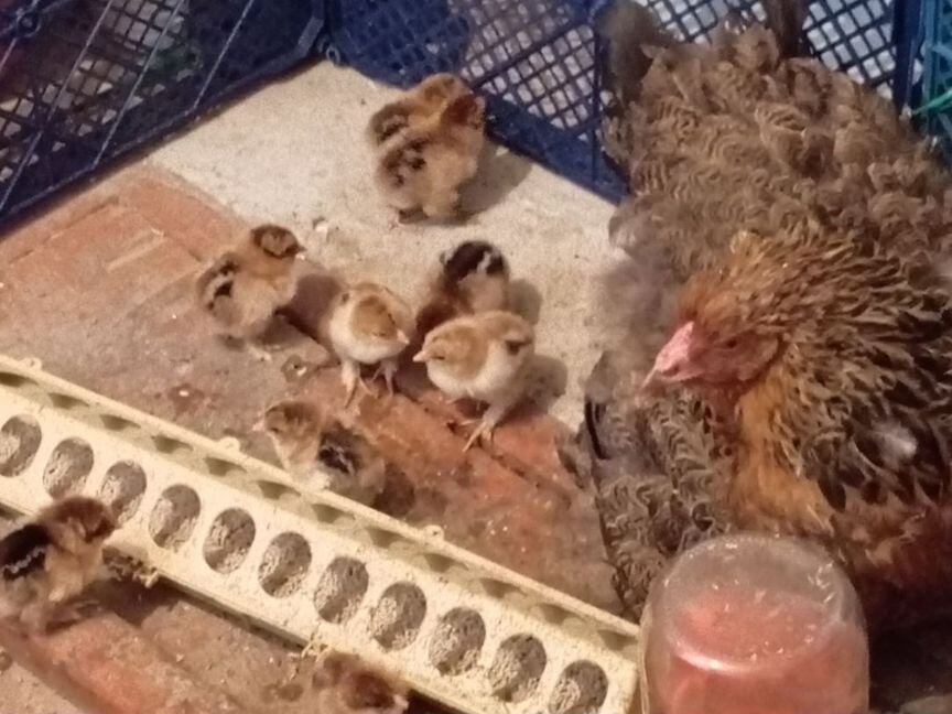 Наседка с цыплятами куропатчатая брама