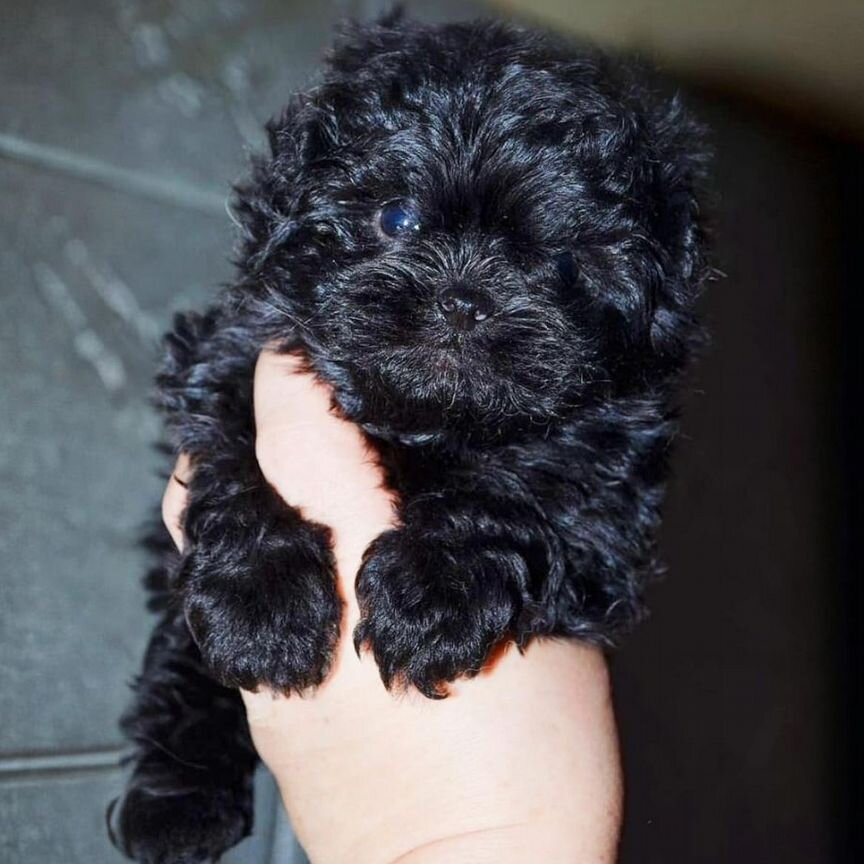 Мальтипу f1 мини куколка