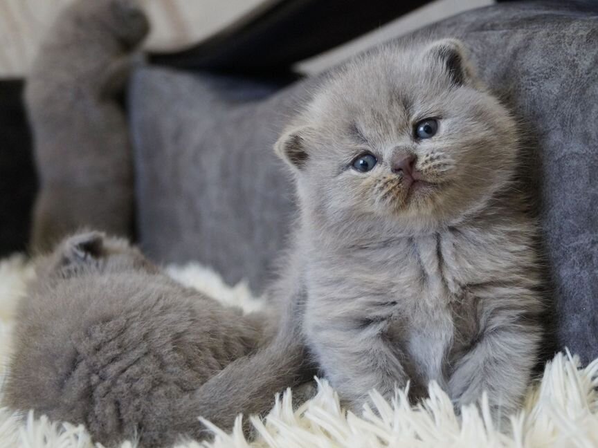 Шотландские плюшевые малыши