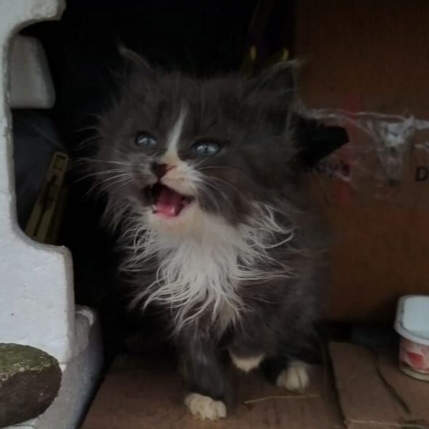 Котёнок в добрые руки