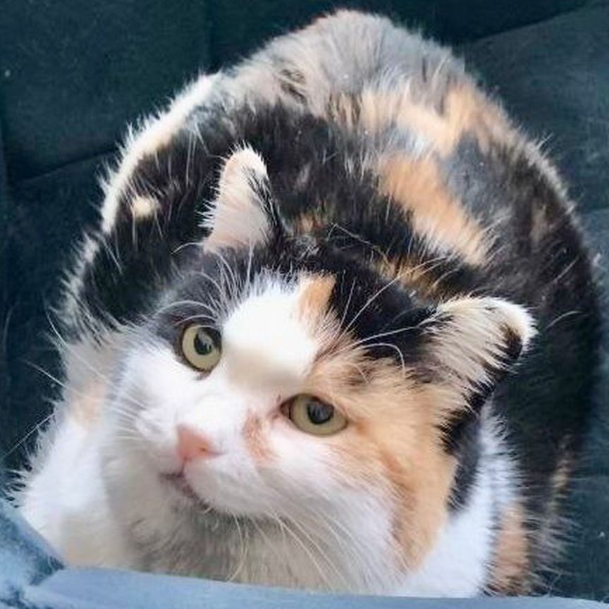 Взрослая, кошка в добрые руки