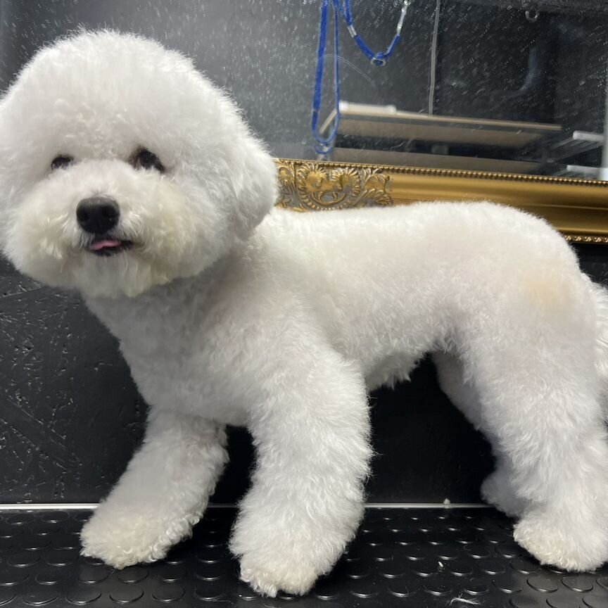 Бишон фризе