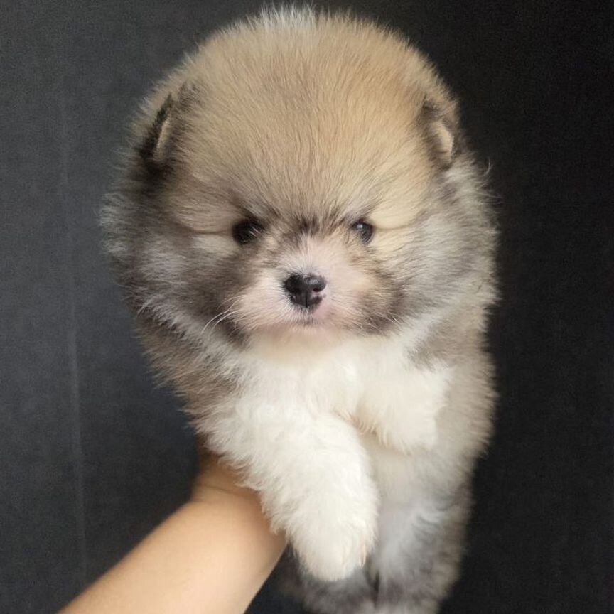 Померанский шпиц, щенок