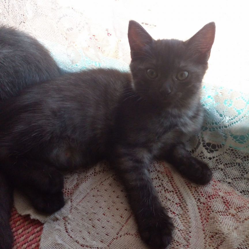 Отдам в добрые руки