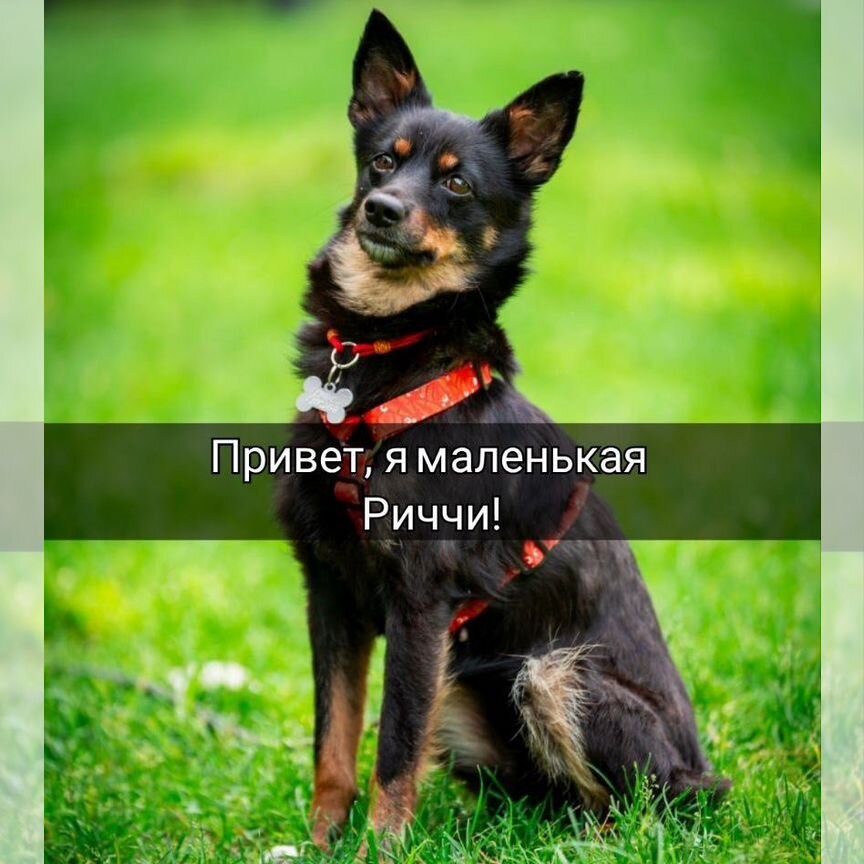 Чудесная собака