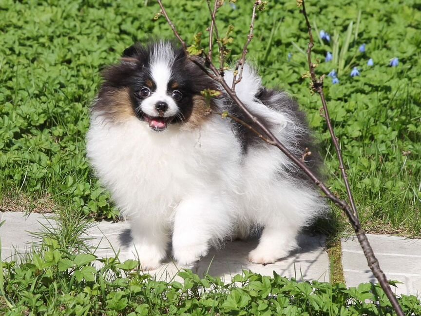 Щенок шпица мальчик, триколорчик