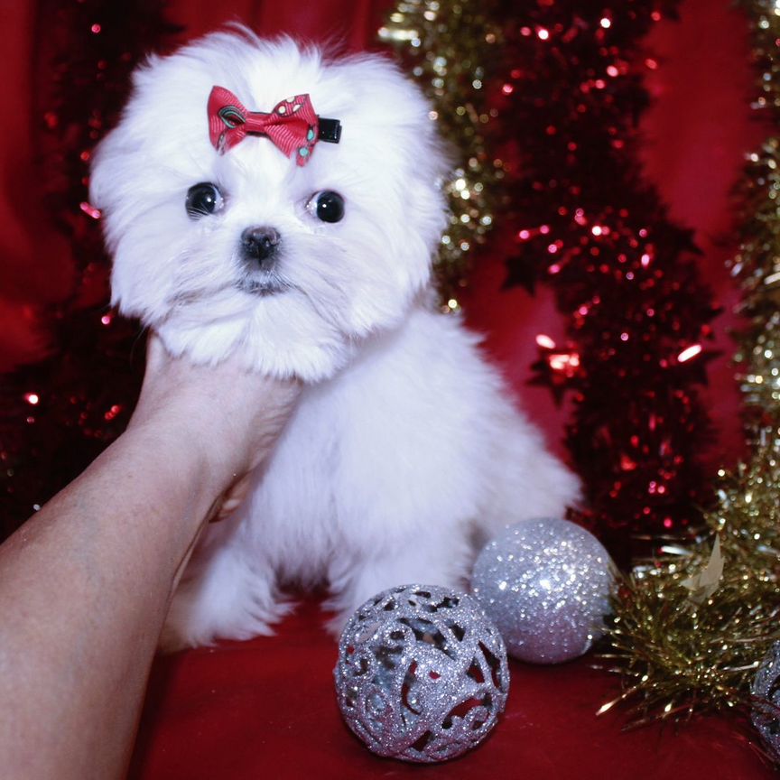 Мальтийская болонка, щенок