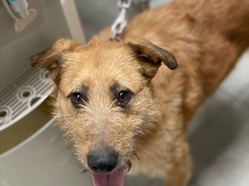 Собака в добрые руки