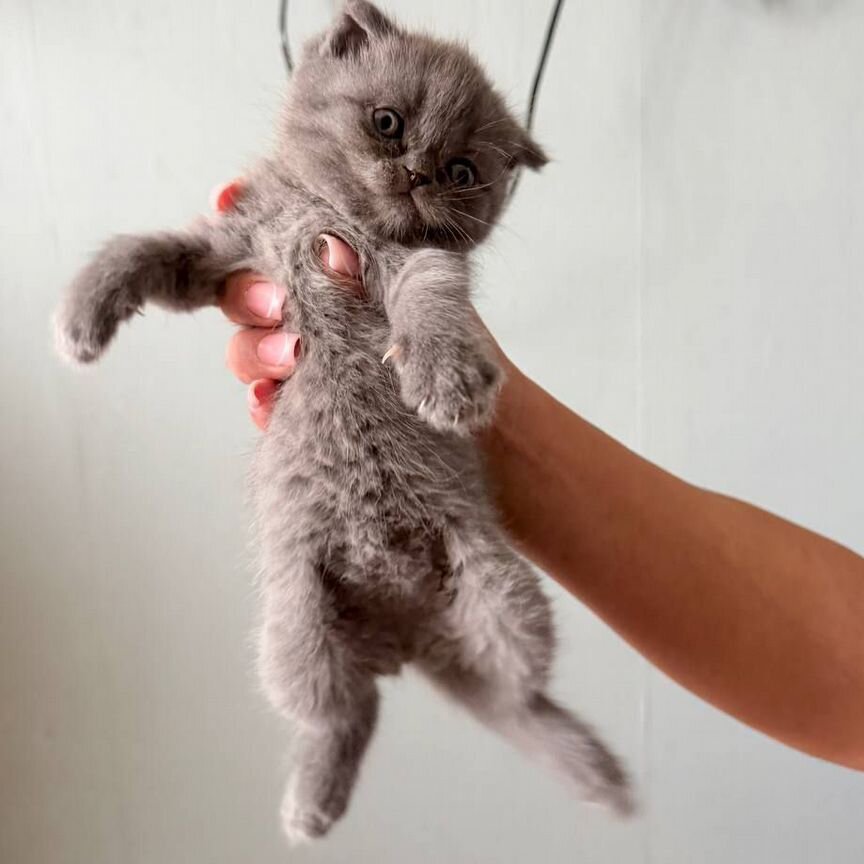 Британский короткошёрстный котёнок