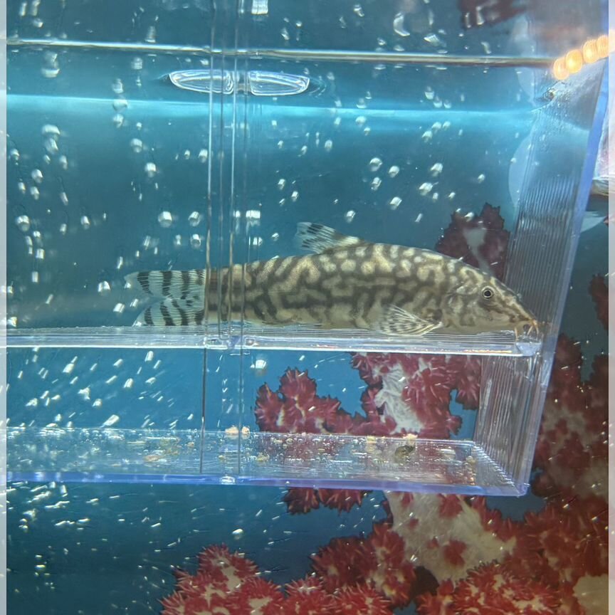 Рыбка боция мраморная