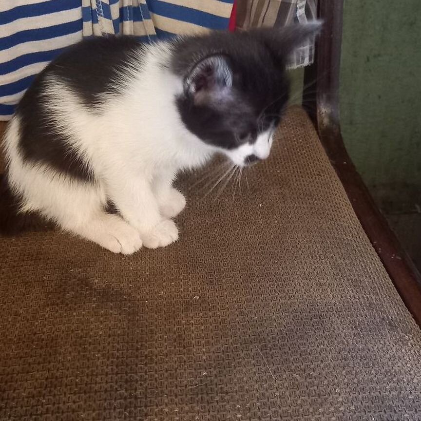 Отдам в добрые руки замечательных котят