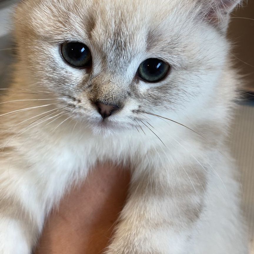 Шотландская кошечка шиншилла беби фейс