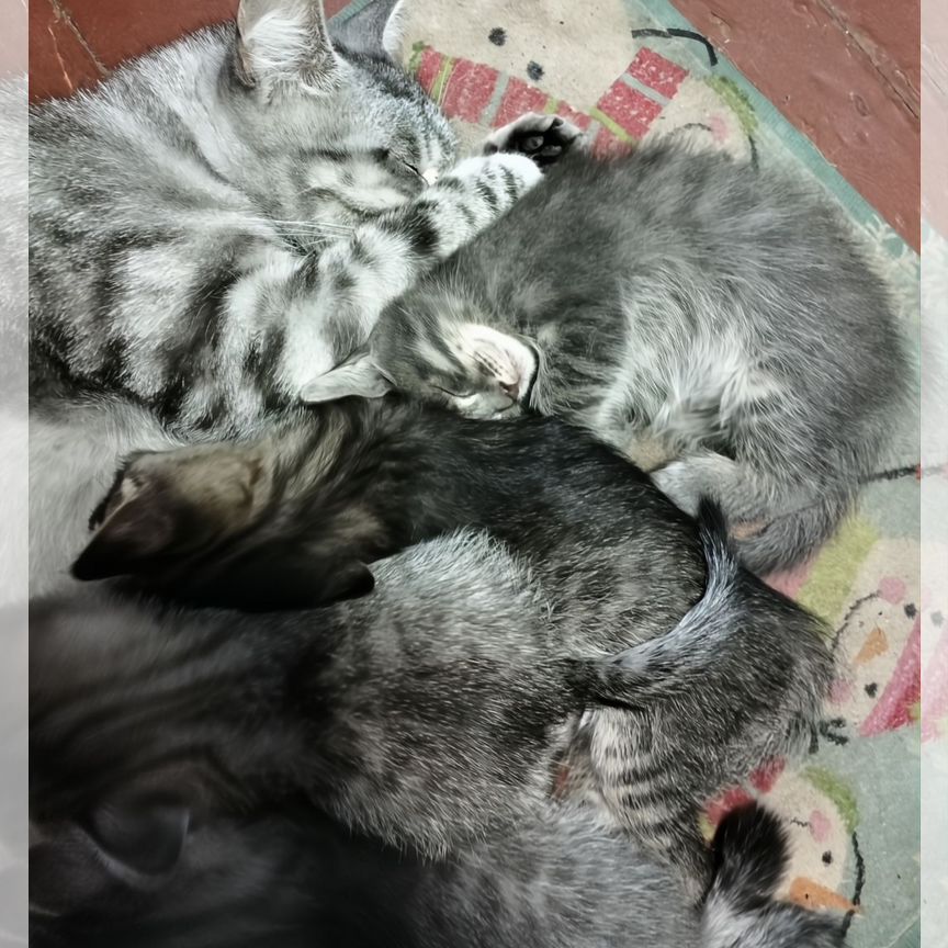 Британский короткошёрстный котёнок